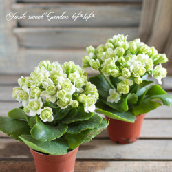 虹越盆栽_HONGYUE 虹越 阳台常绿植物 重瓣长寿花 绿巴黎多少钱-什么值得买